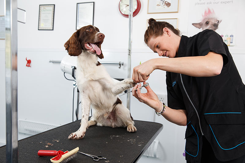 Keepers Kennels - Boarding Kennels Lower Beeding, Horsham, West Sussex ...