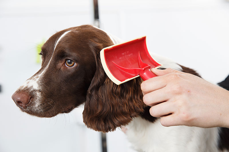 Keepers Kennels - Boarding Kennels Lower Beeding, Horsham, West Sussex ...