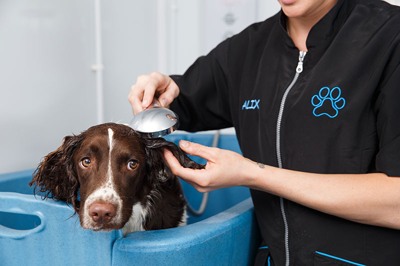 Keepers Kennels - Boarding Kennels Lower Beeding, Horsham, West Sussex ...