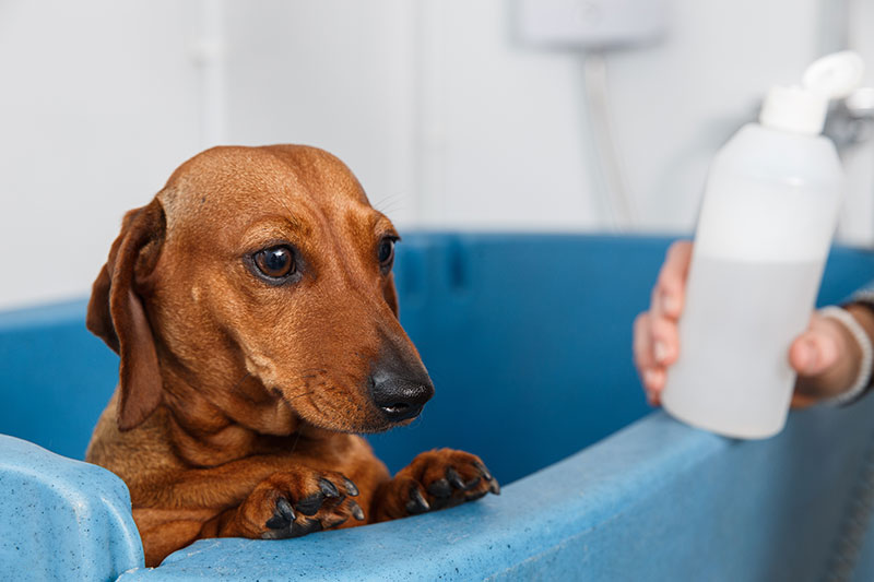 Keepers Kennels - Boarding Kennels Lower Beeding, Horsham, West Sussex ...