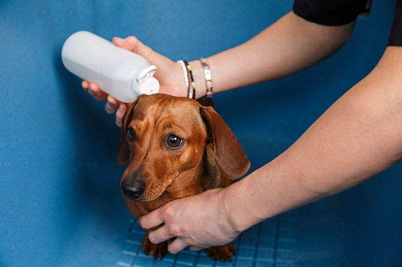 Keepers Kennels - Boarding Kennels Lower Beeding, Horsham, West Sussex ...