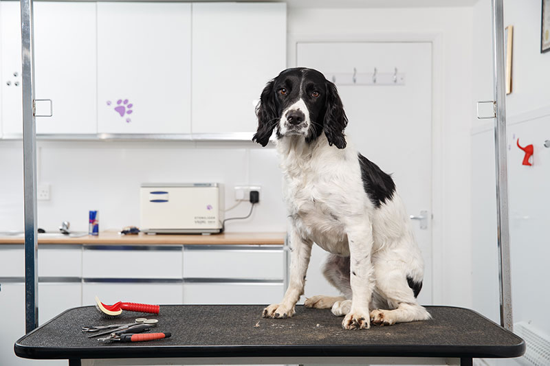 Keepers Kennels - Boarding Kennels Lower Beeding, Horsham, West Sussex ...