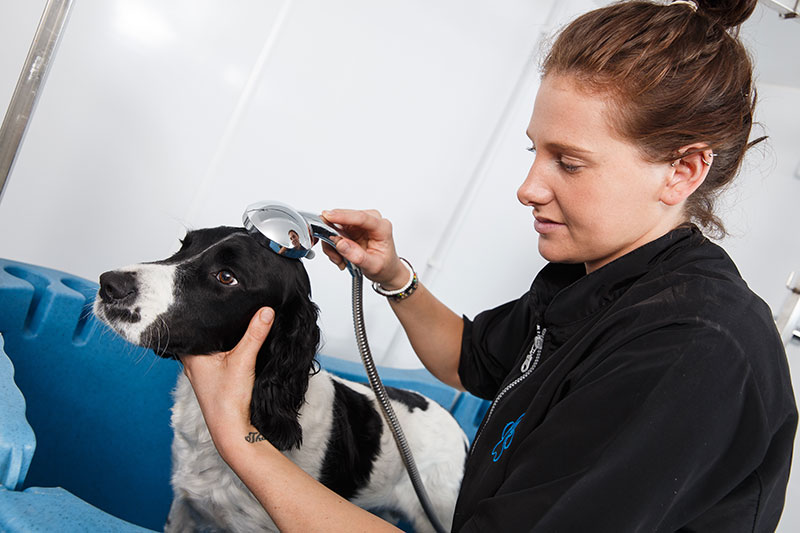 Keepers Kennels - Boarding Kennels Lower Beeding, Horsham, West Sussex ...